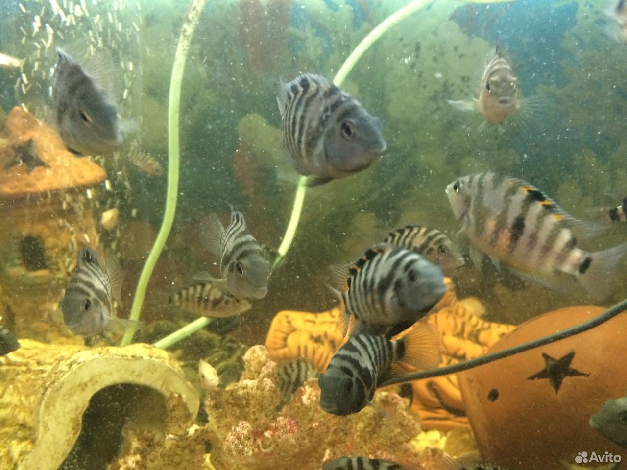 Продаю рыбок) Цихлиды-Фламинго +чернополосая