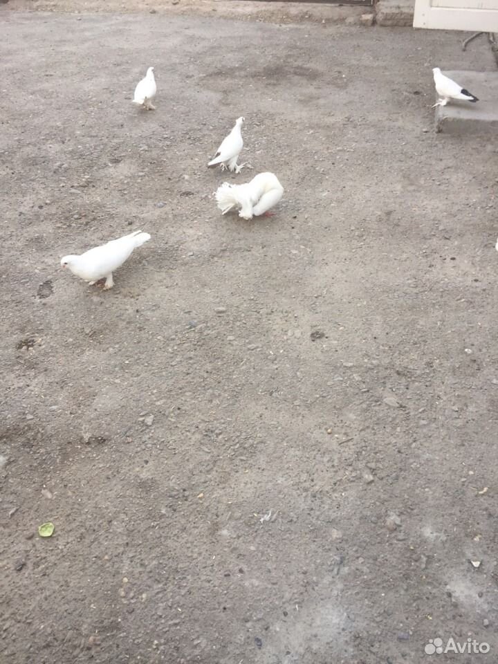 Бухарские голубы