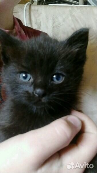 Пушистики ищут дом