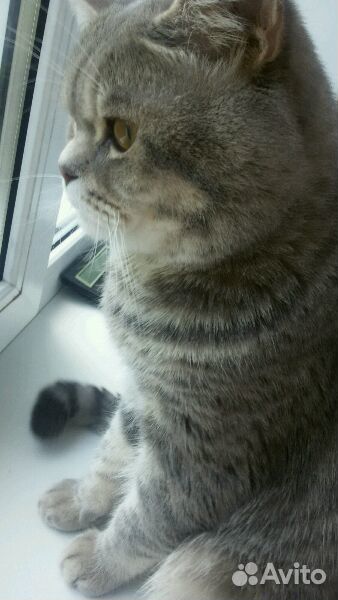 Вязка.Шотландец