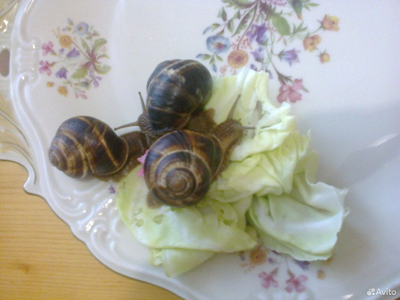 Улитки виноградные (Helix pomatia)