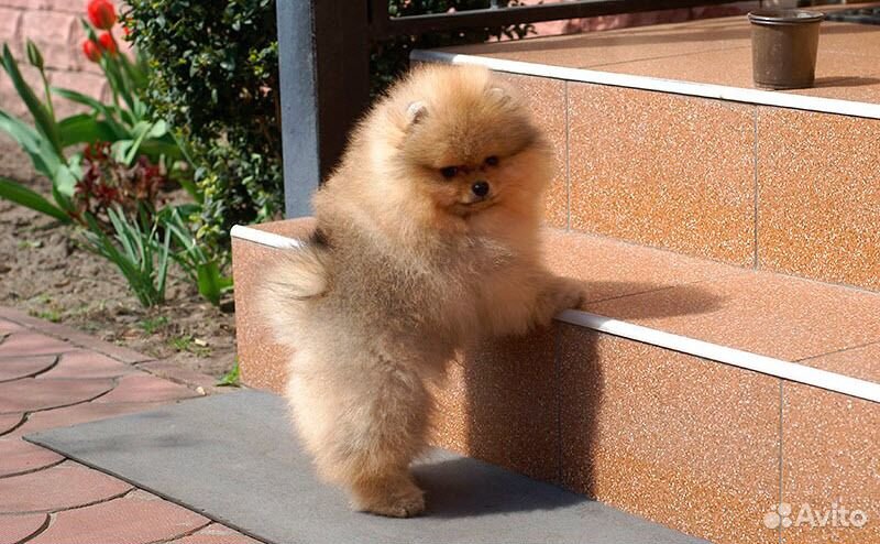 Абрикосовый помчик