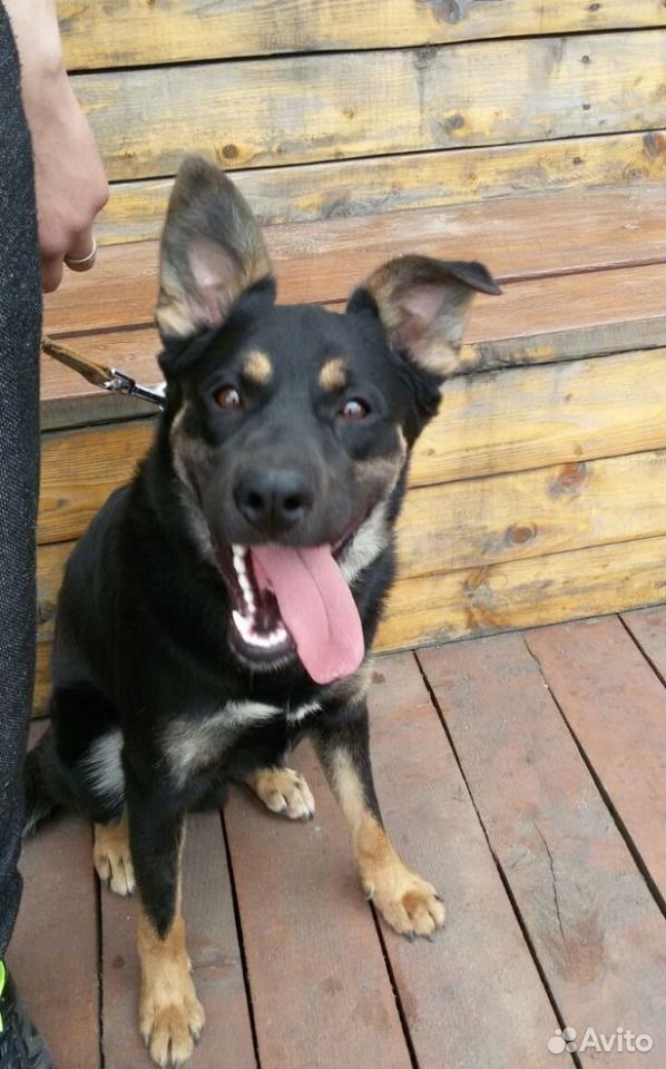 Молодой, добрый пёс в добрые руки