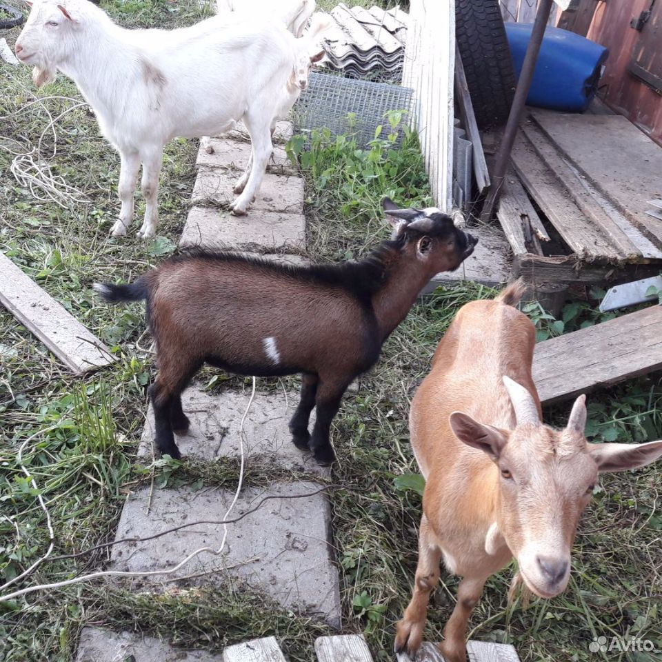 Продам камерунский коз