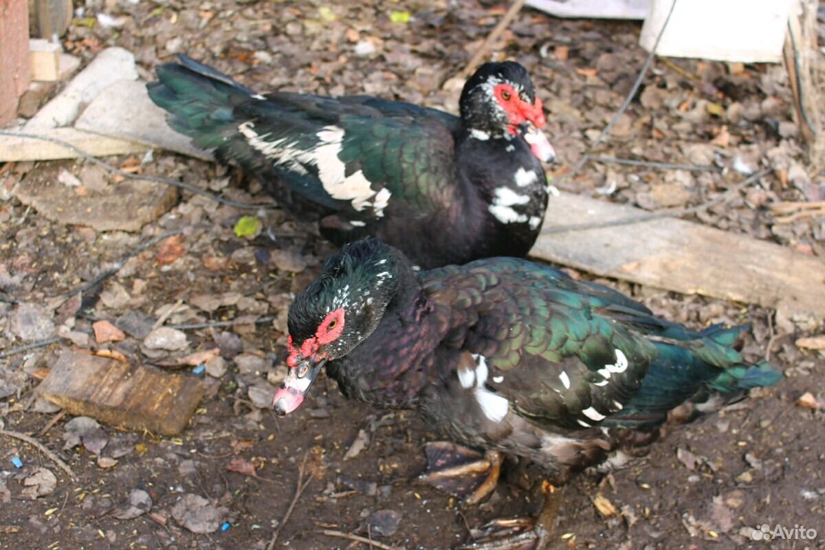 Продам Индоуток