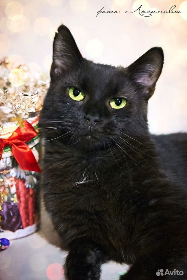 Красавица кошечка Мишель,цвета горького шоколада