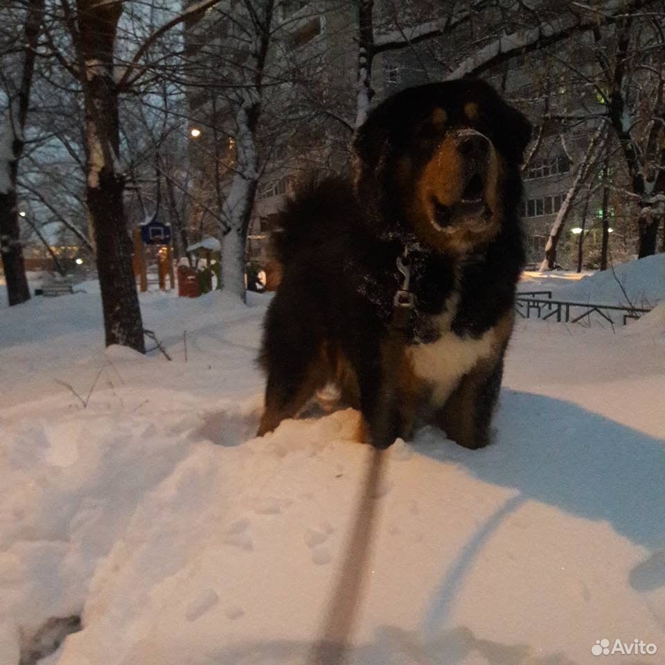 Вязка Тибетского Мастифа