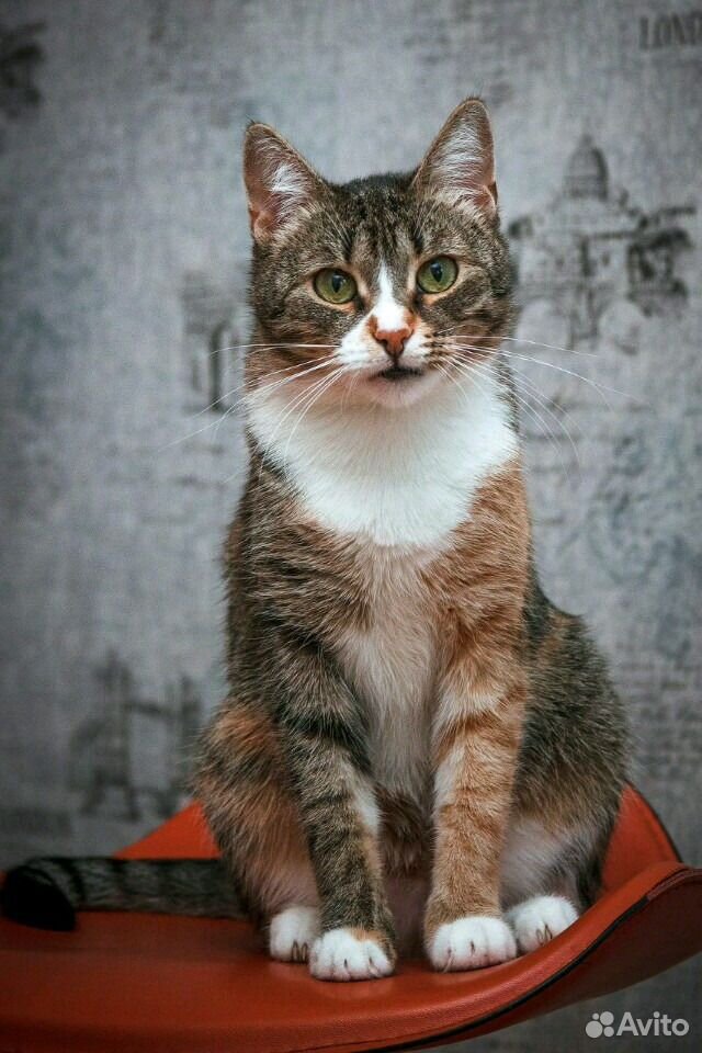 Молодая ласкуша