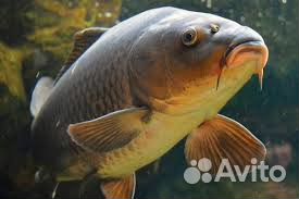 Продаю карпа для зарыбления водоёмов