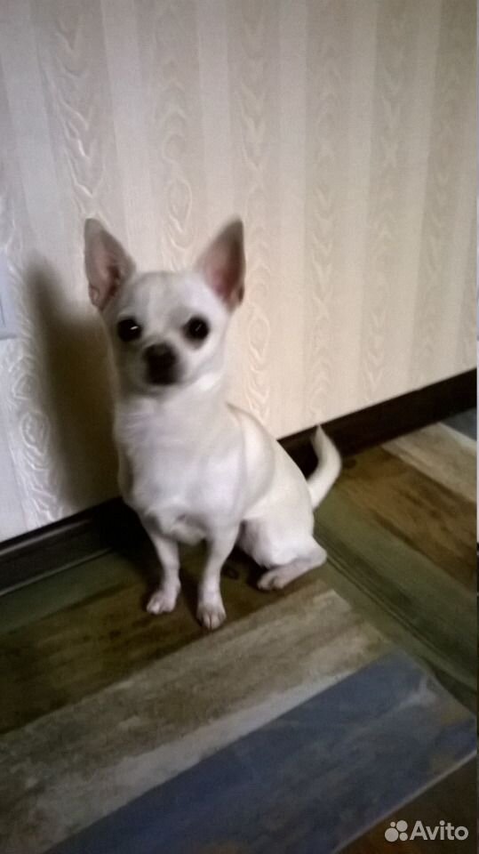 Вязка. Ждем невест