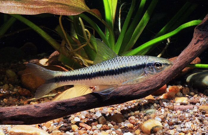 Водорослеед сиамский. Борьба с черной бородой