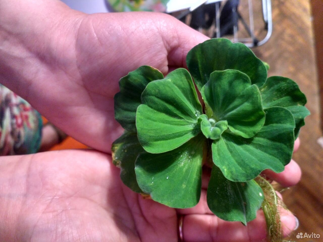 Водоросли " Пистия"