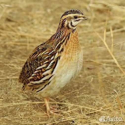 Перепёлки японские