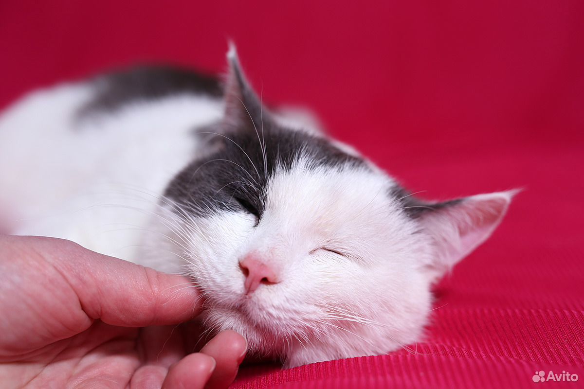 Котик Томас, 10 мес, в дар