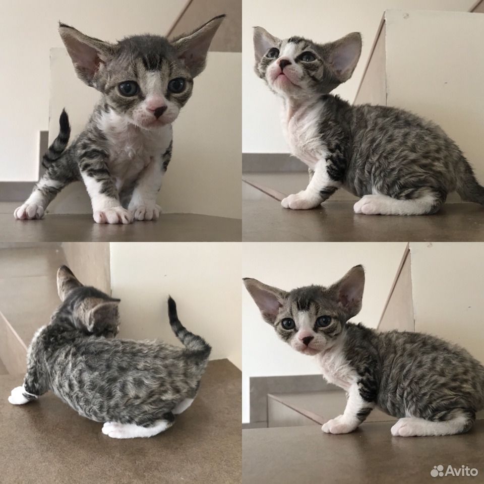 Кошечка девоночка Маргоша