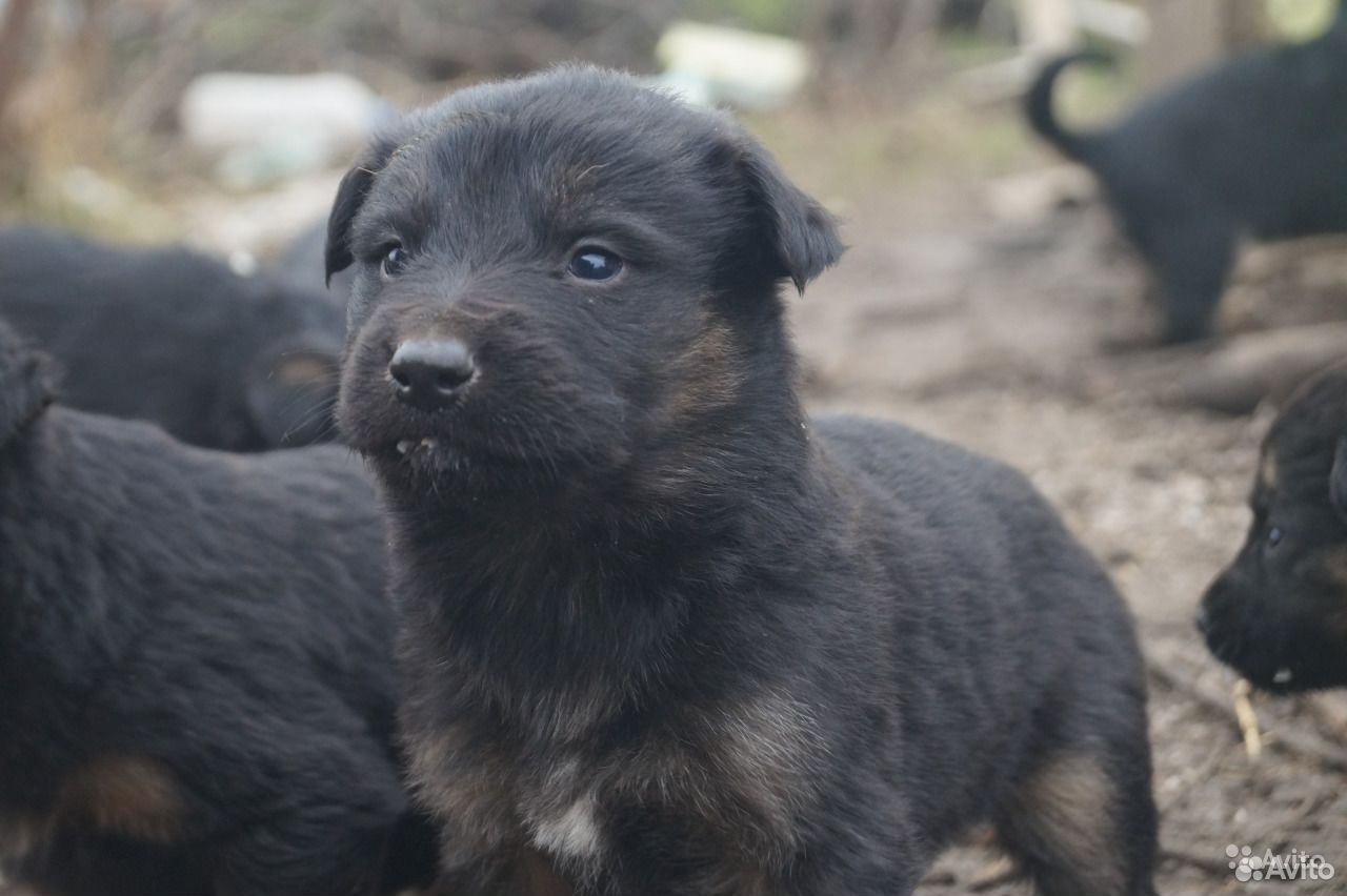 Щенки французской овчарки бесплатно