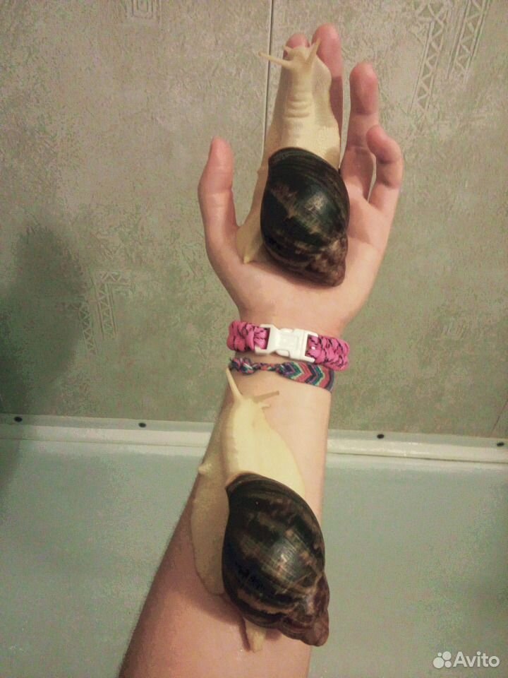 Улитки Архахатина взрослые 2 шт с домиком