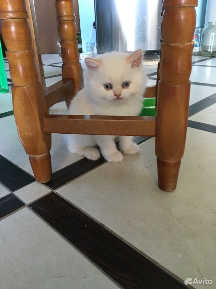 Шотландцы мужички