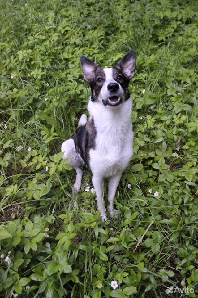 Милая Леся ищет свою семью собака в добрые руки