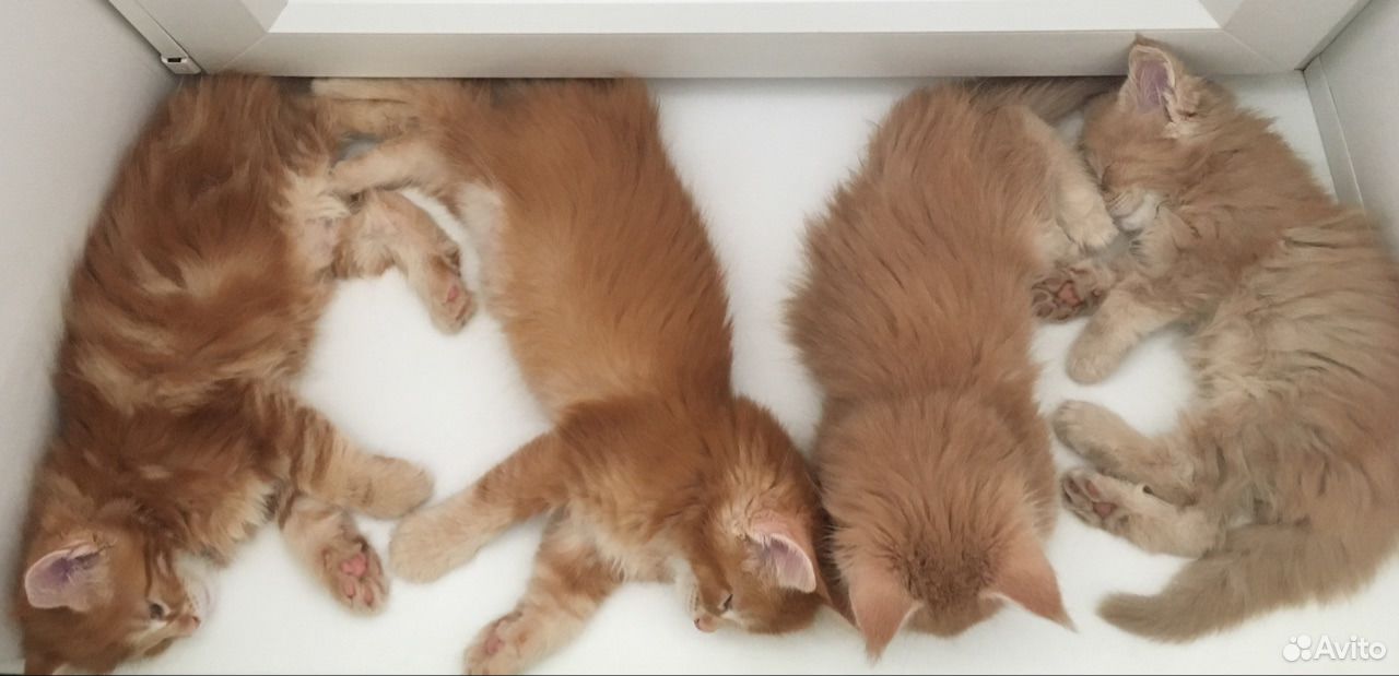 Котята Мейн-кун