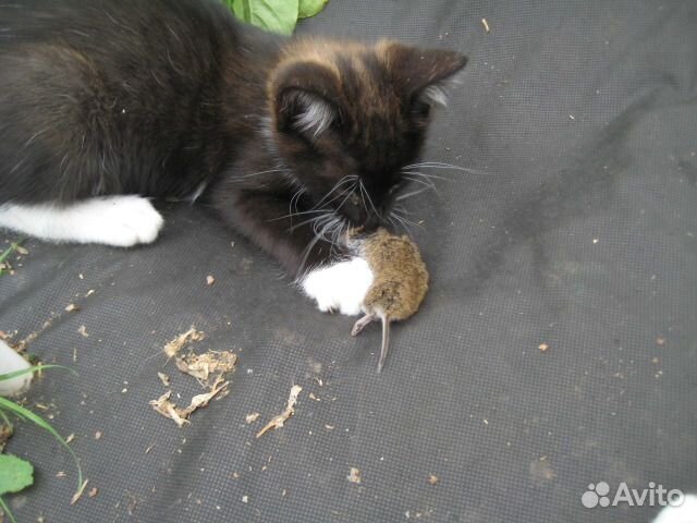 Байрон -мышелов