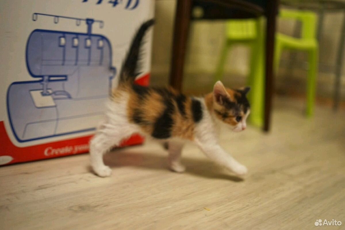 Отдам трехцветного конетка - приносит удачу