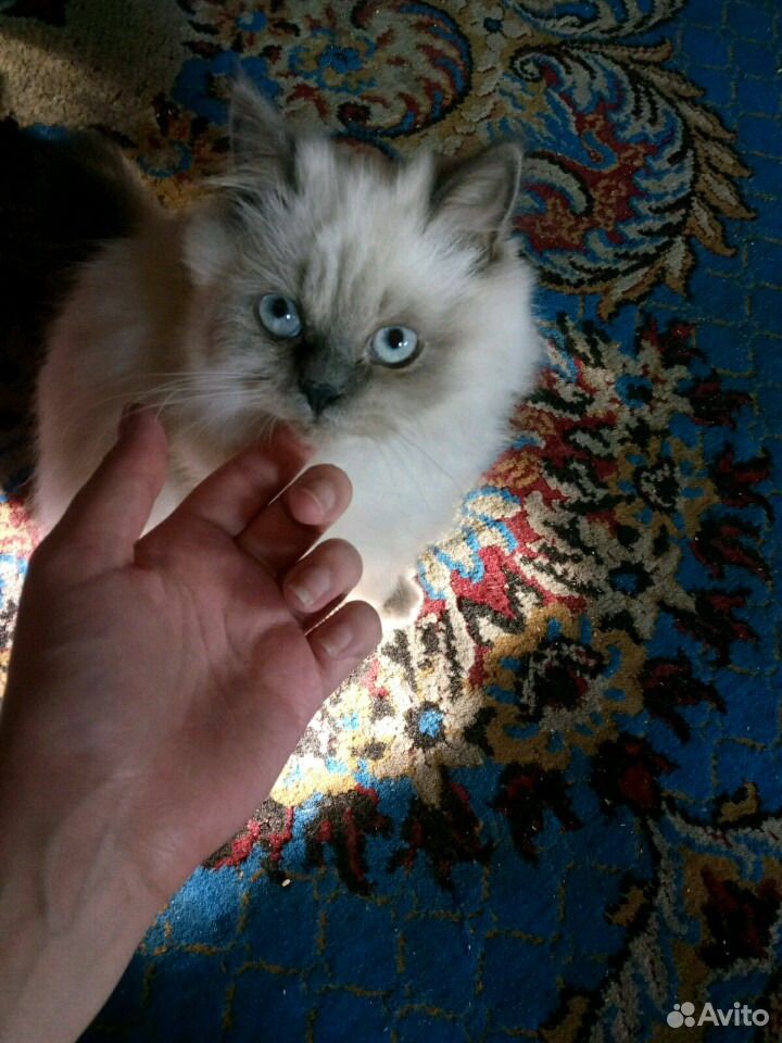 Персидская красотка