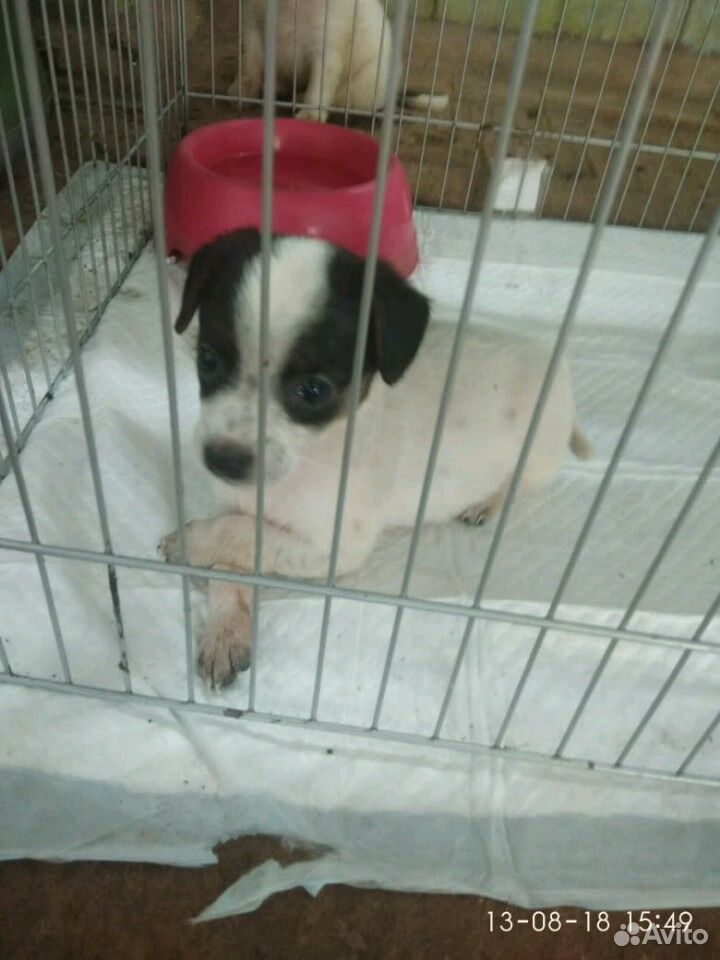 Щенки малышики