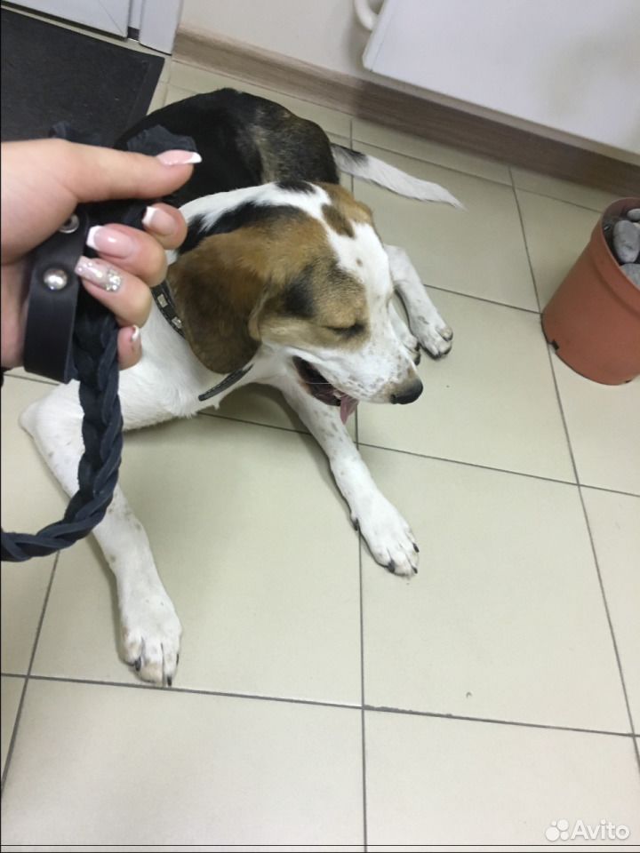 Отдаю любимого друга