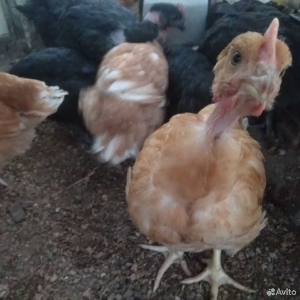 Суточные цыплята