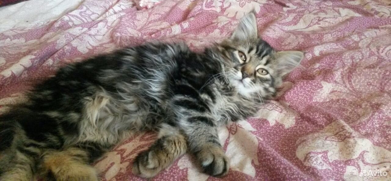 Продается сибирский котенок