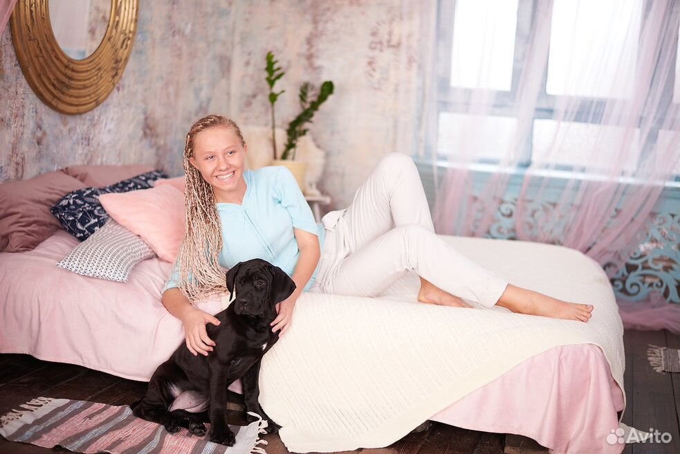 Кане корсо - покоритель сердец