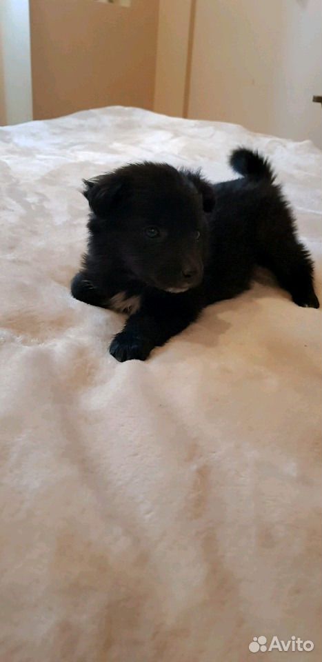 Черничка ищет дом