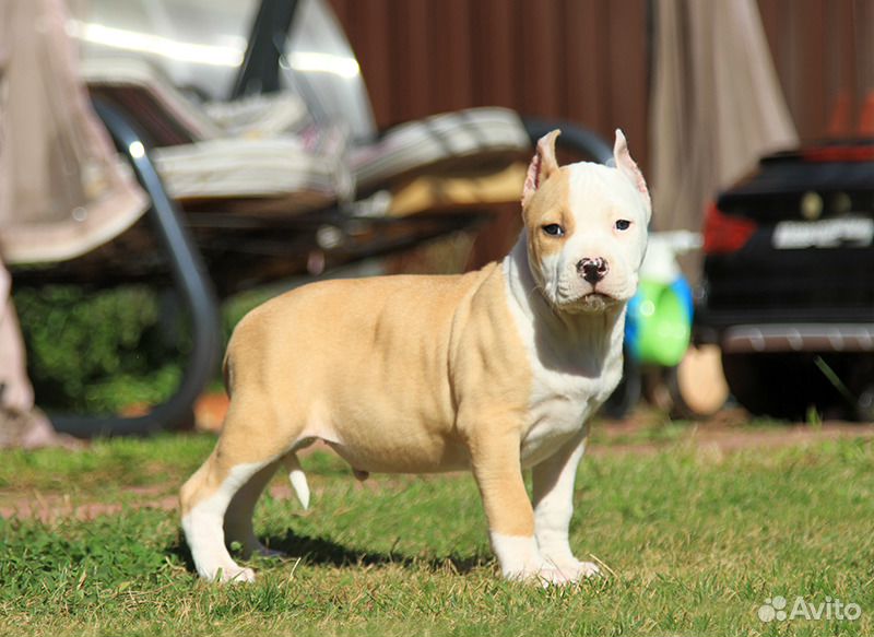 Крупный мальчик амстаффа 2 месяца