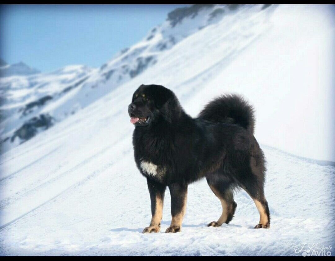 Тибетский мастиф.Вязка