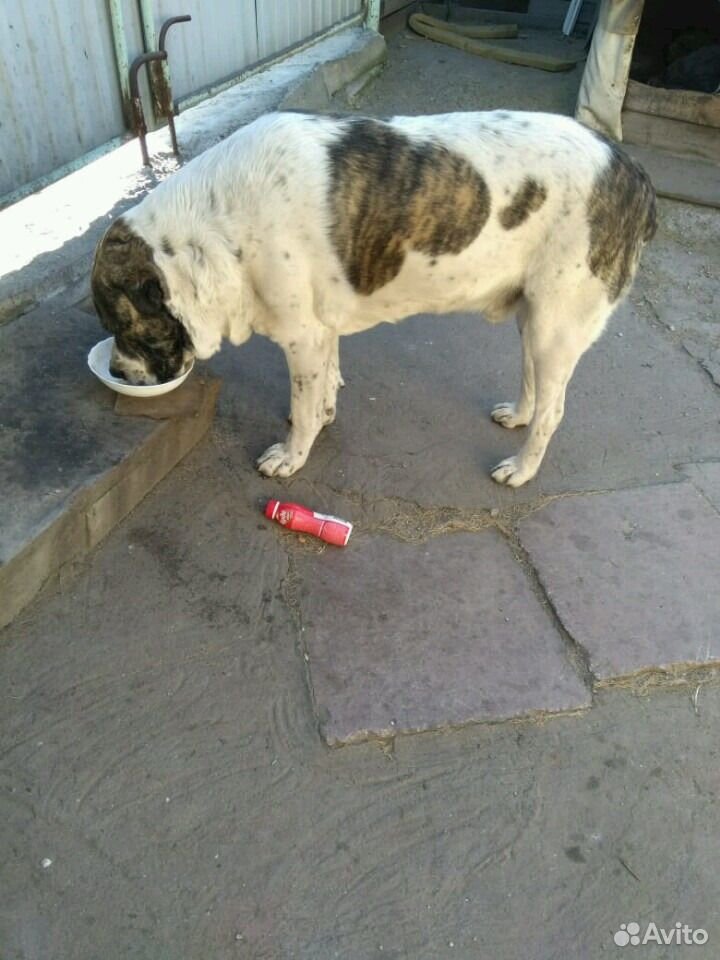 Кобель Азиат на вязку