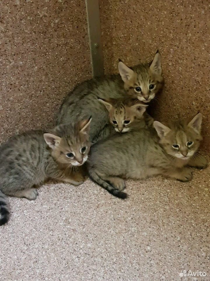 Котята чаузи ф1 75 дикой крови