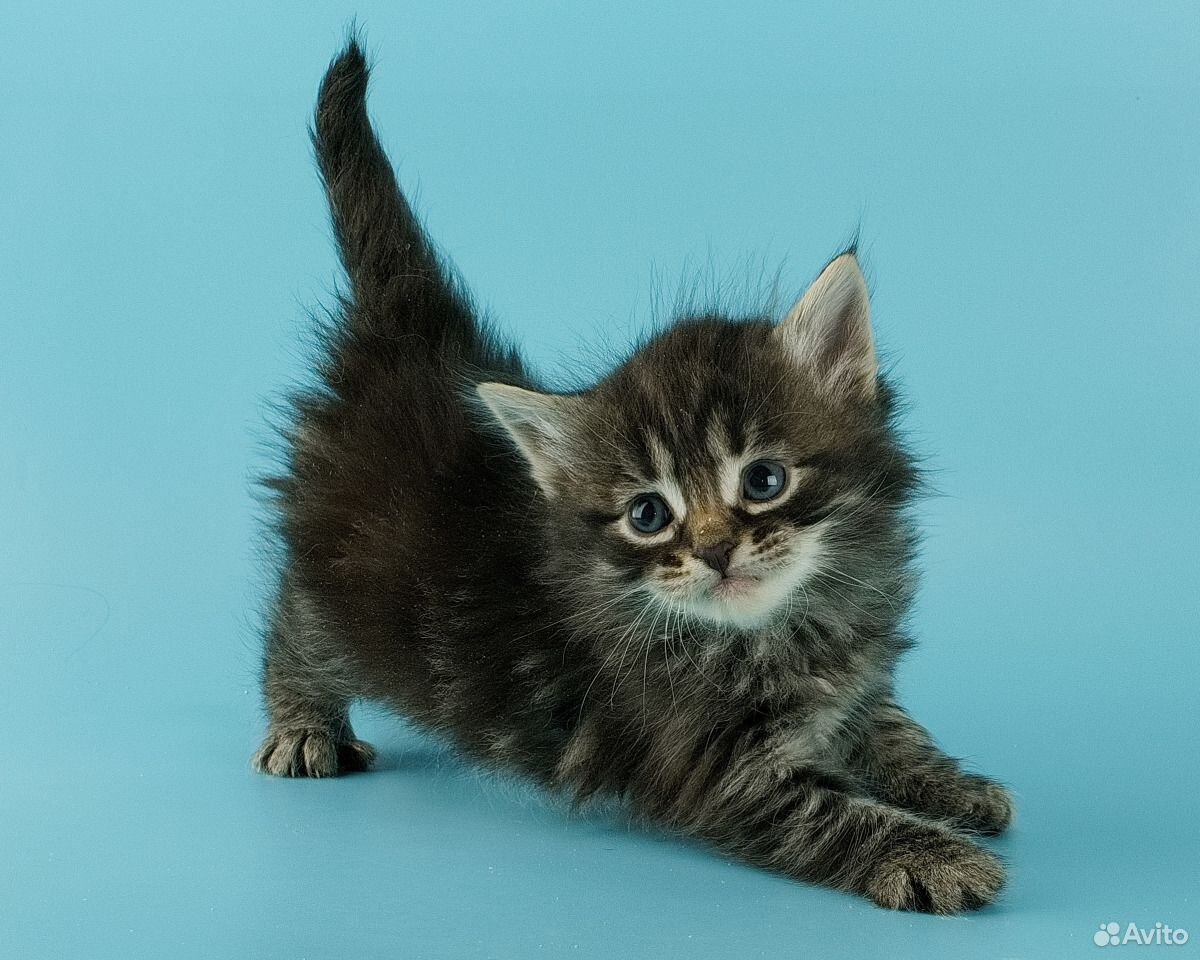 Сибирский мальчик с документами из питомника