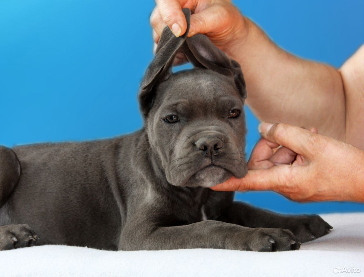 Ваша серая красотка кане корсо