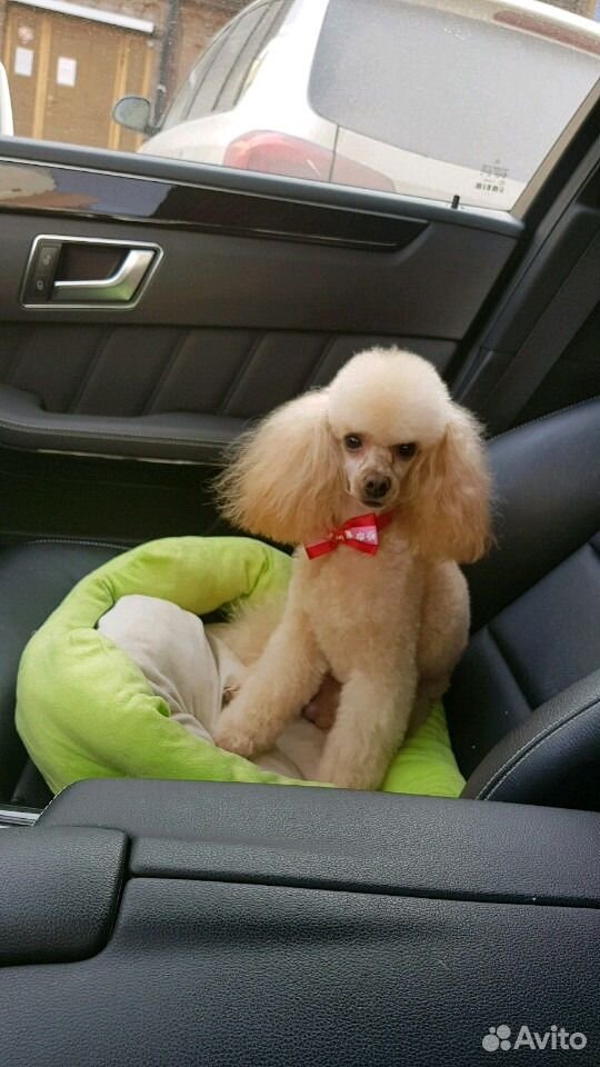 Вязка Той пудель персиковый ищет невесту