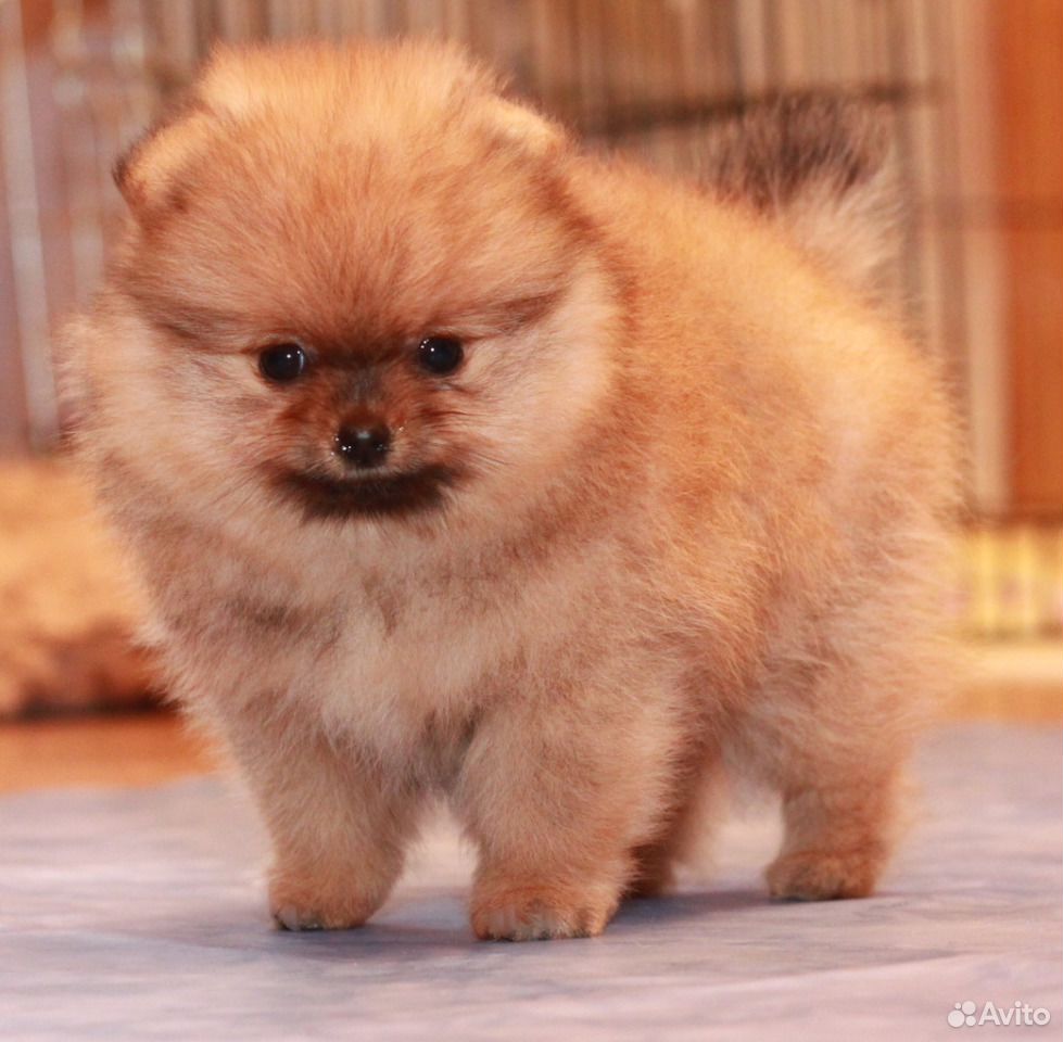 Померанский Шпиц Мишки Милашки