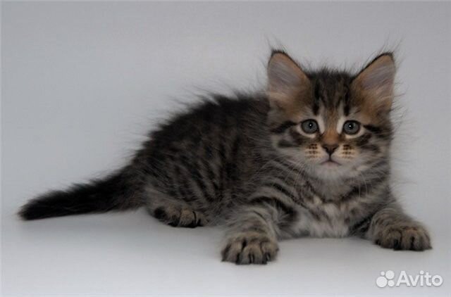 Шикарный сибирский мальчик от чемпионов с документ