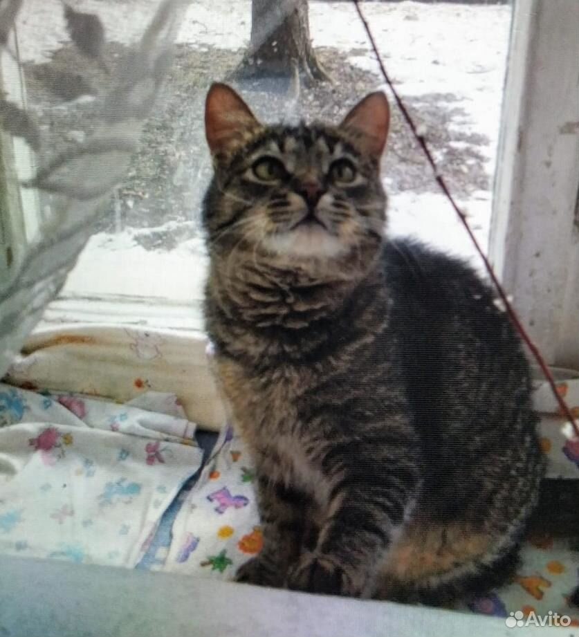 Плюшевая кошка - молодая девочка в дар