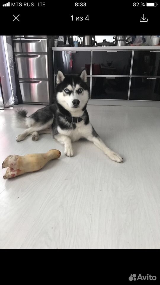 Кобель для вязки