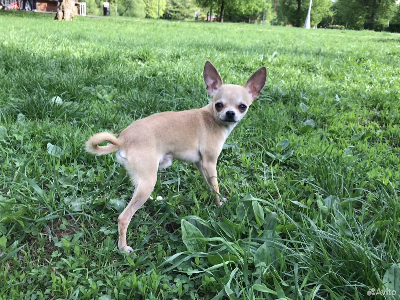 Вязка Мини Той-терьер