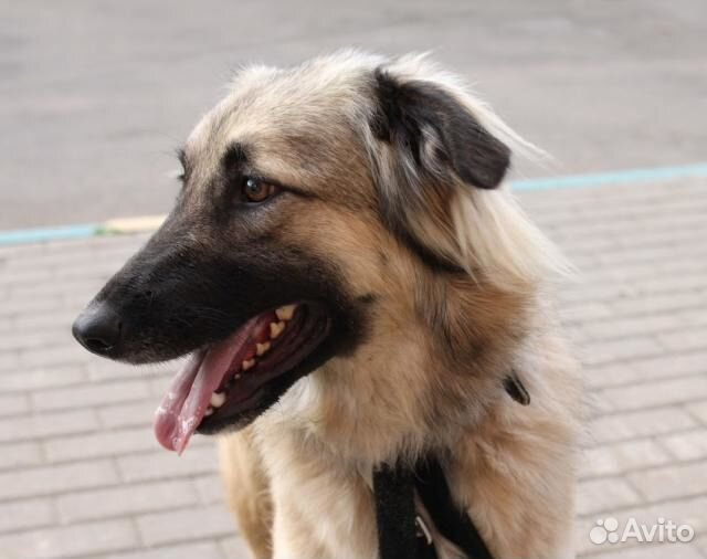 Ласковая Пушинка в добрые руки/в дар