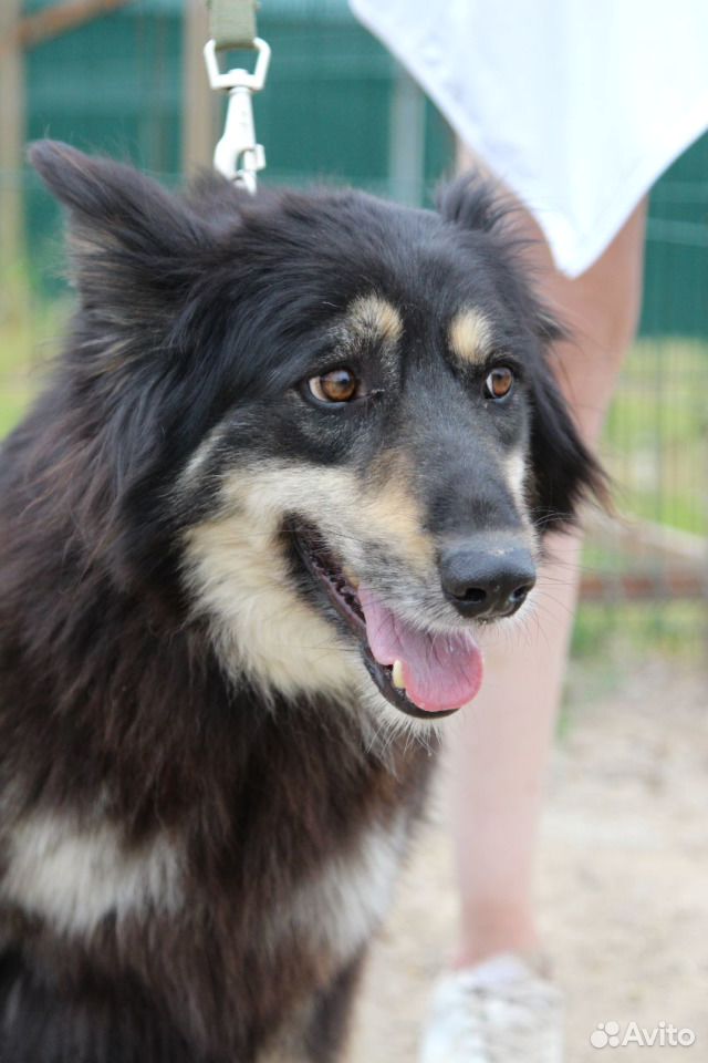 Принц ищет дом