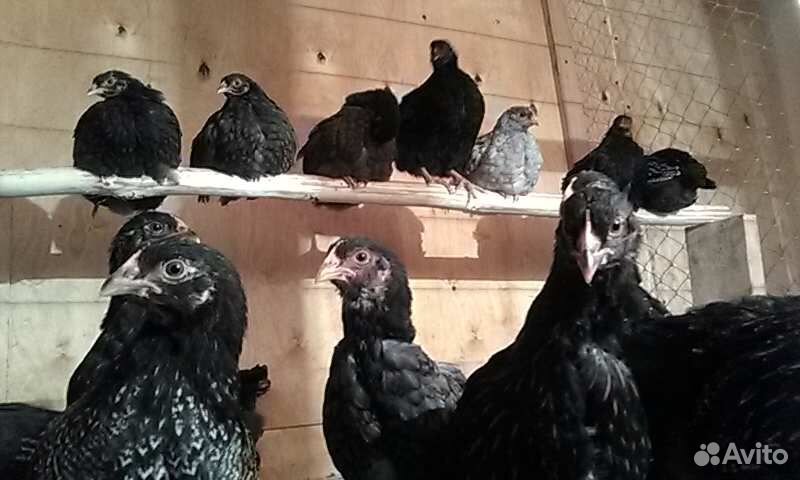 Барневельдеры Виандоты Орпингтоны Шелковые,Барбезь