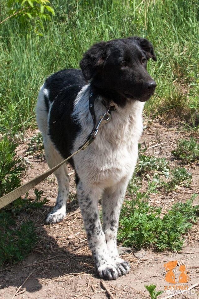 Собачка Аляска