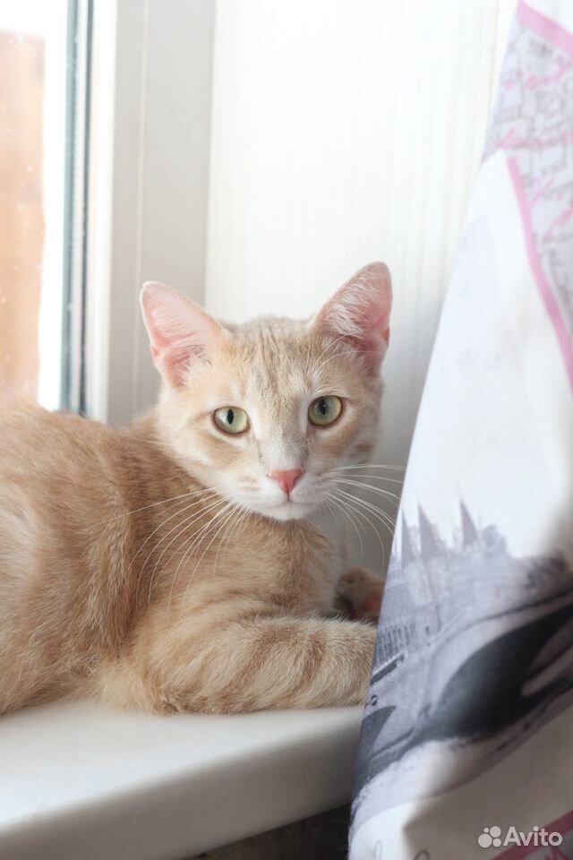 Тимоша, котик-подросток ищет дом